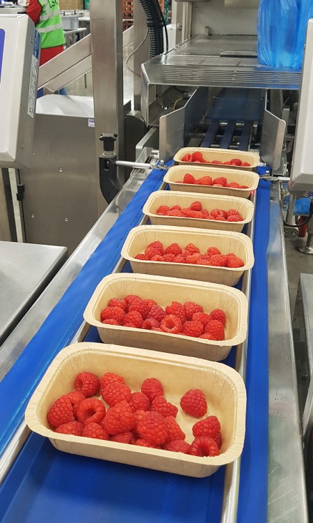 Heat Seal Punnets – a breakthrough in packaging sustainability
